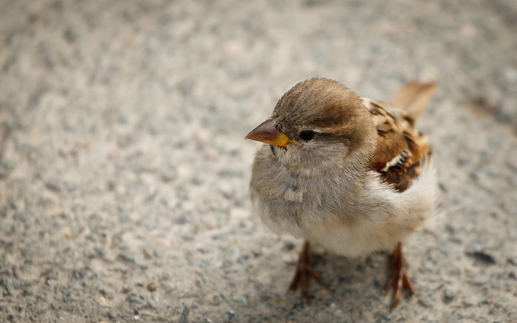 Sparrow Bird Wallpapers - Top Free Sparrow Bird Backgrounds ...