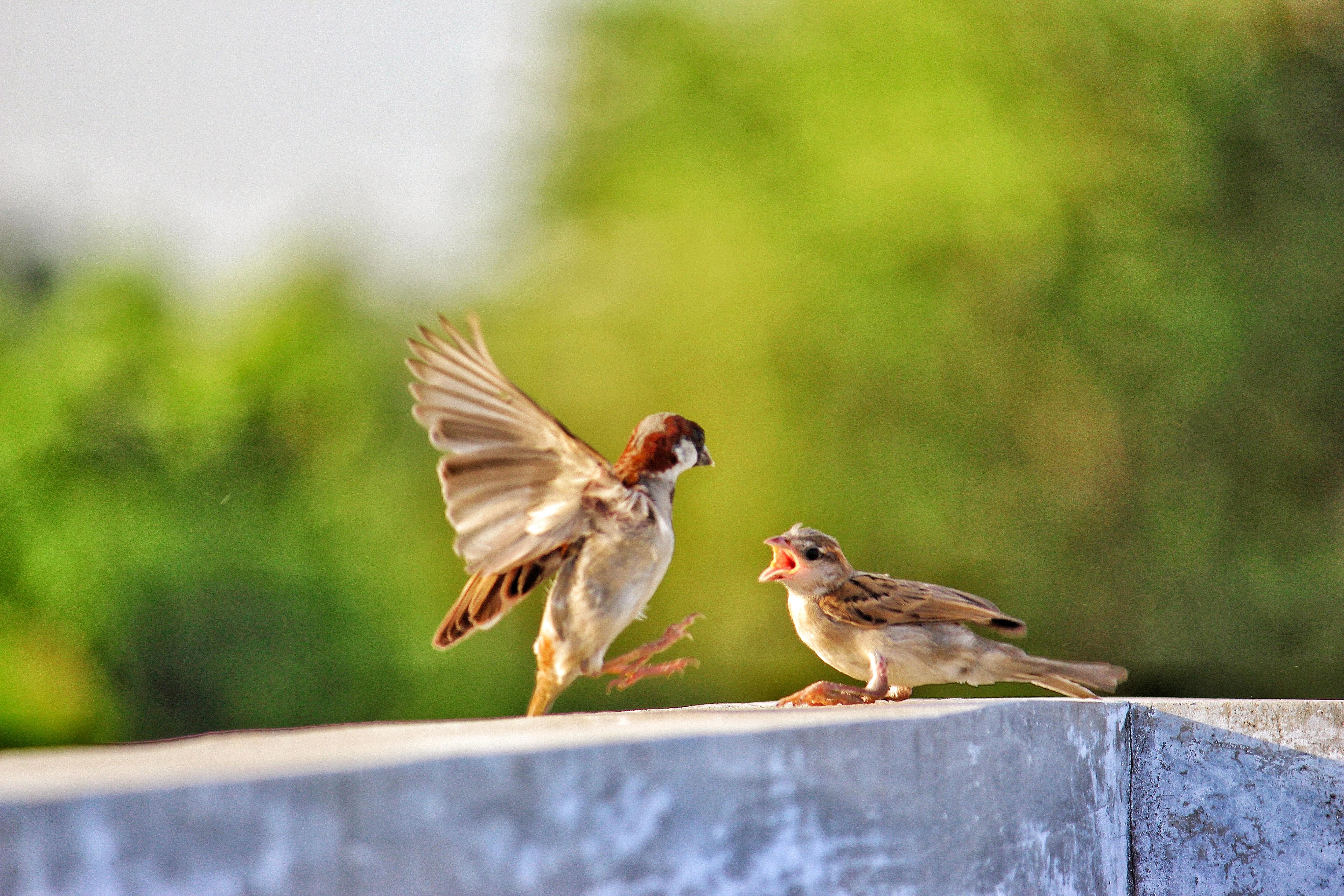 Sparrow Bird Wallpapers - Top Free Sparrow Bird Backgrounds ...