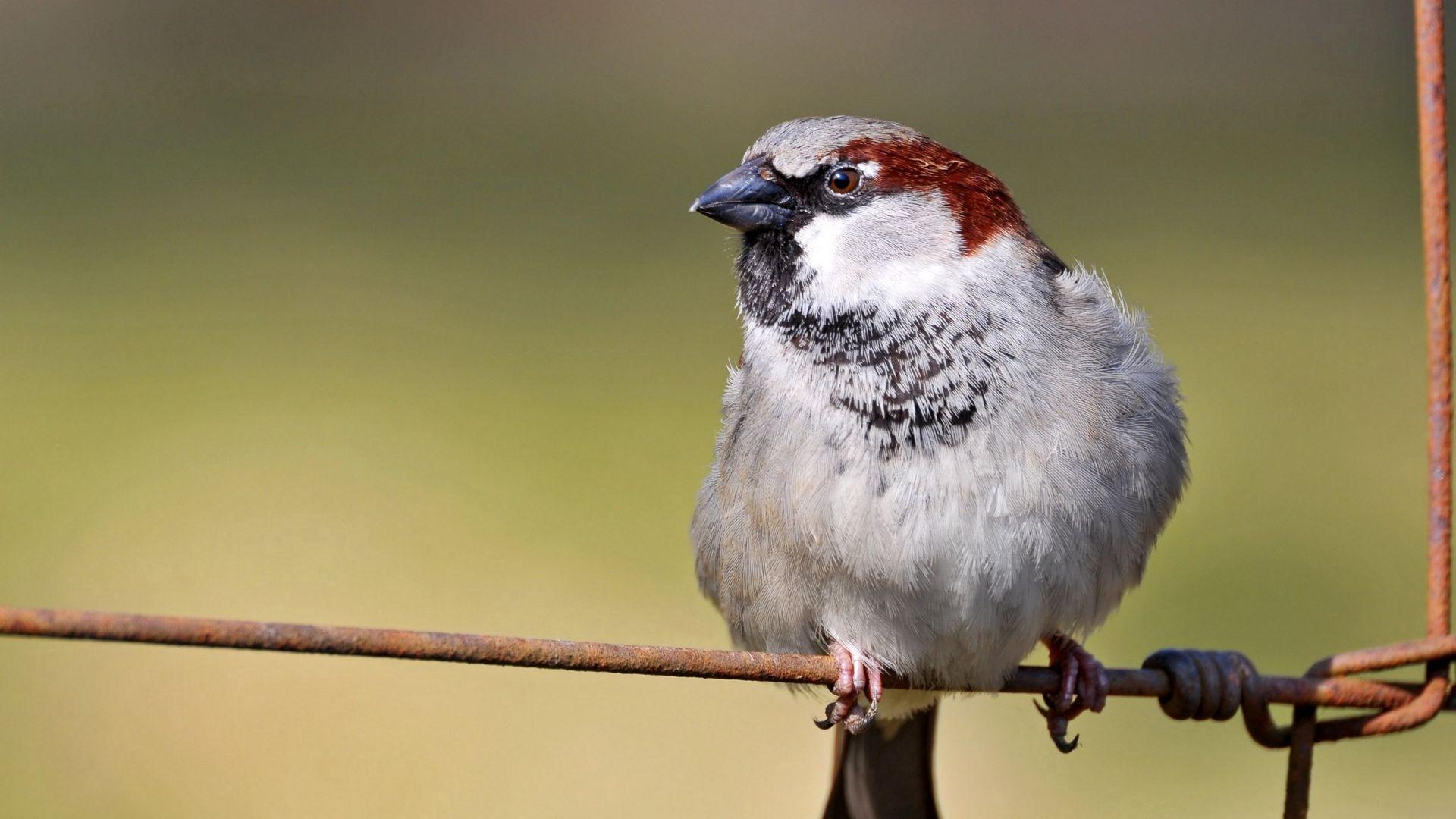 Sparrow Bird Wallpapers - Top Free Sparrow Bird Backgrounds ...