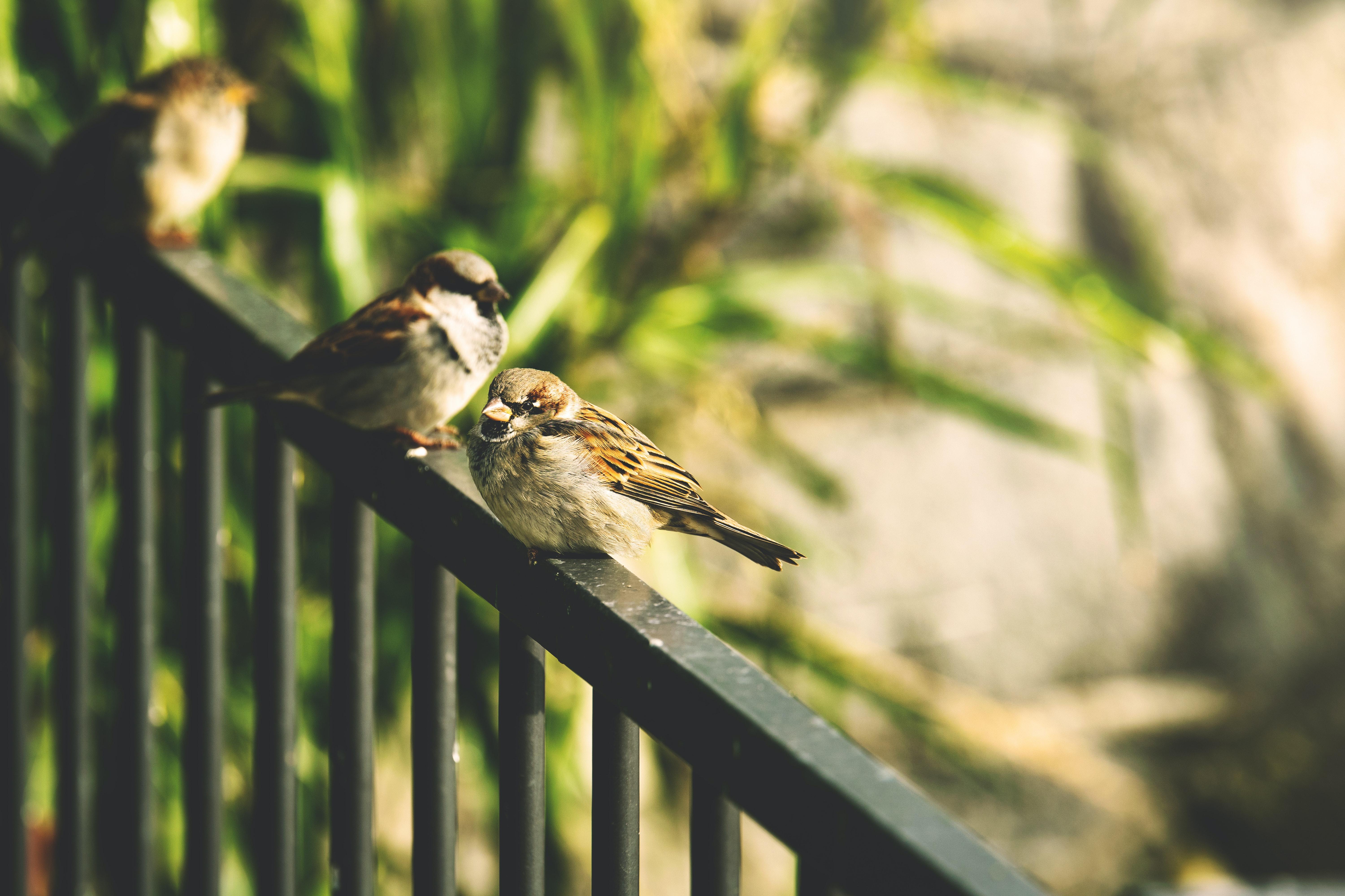 Sparrow Bird Wallpapers - Top Free Sparrow Bird Backgrounds ...