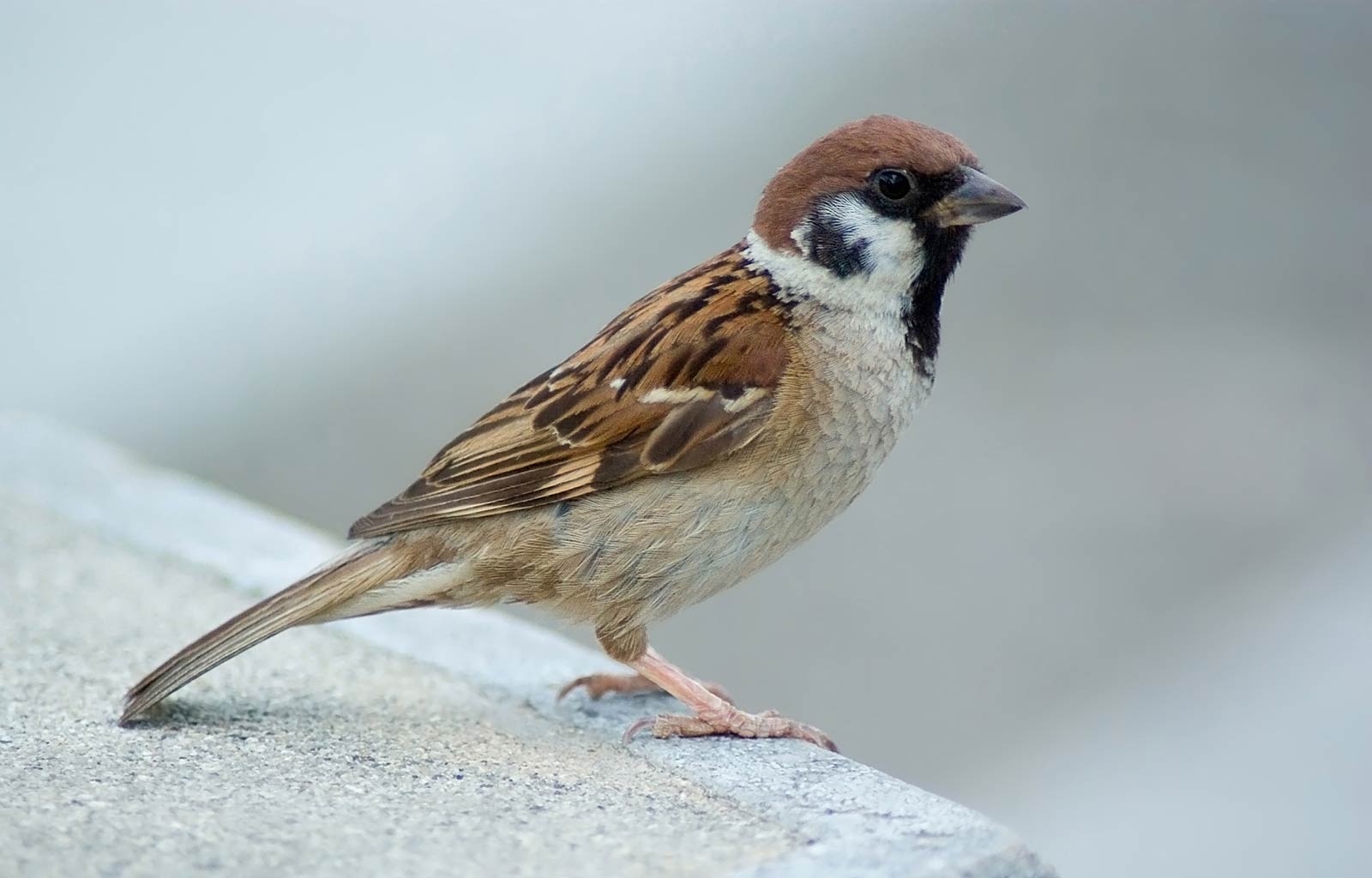 Sparrow Bird Wallpapers - Top Free Sparrow Bird Backgrounds ...