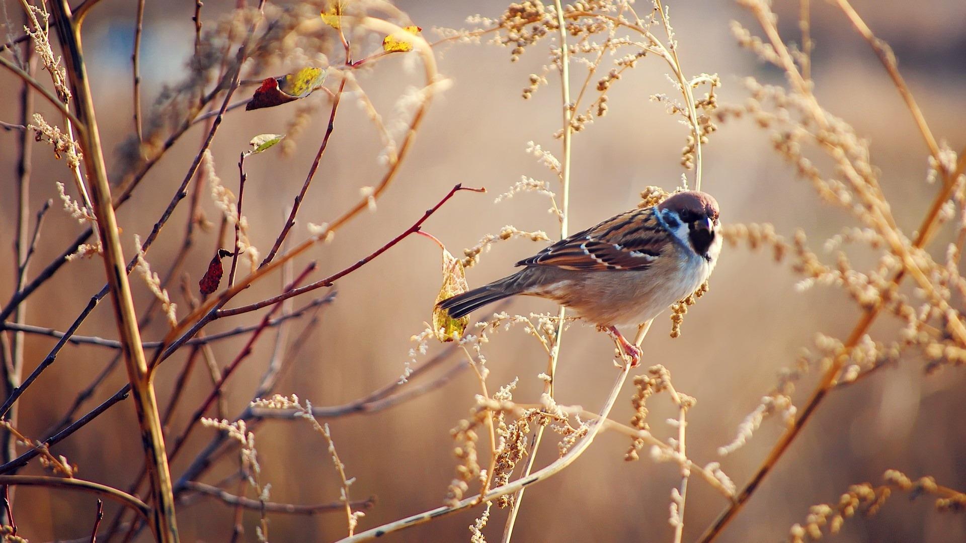 Sparrow Bird Wallpapers - Top Free Sparrow Bird Backgrounds ...
