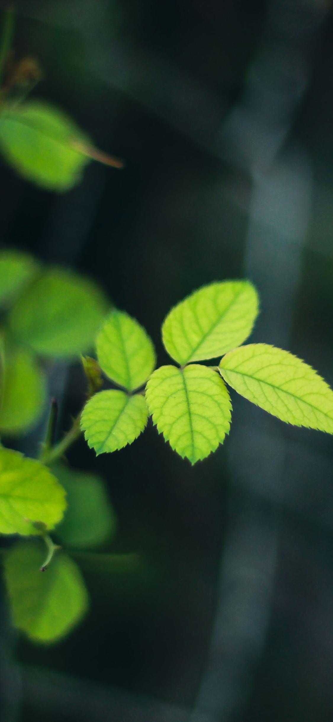 Greenish Wallpapers - Top Free Greenish Backgrounds - WallpaperAccess