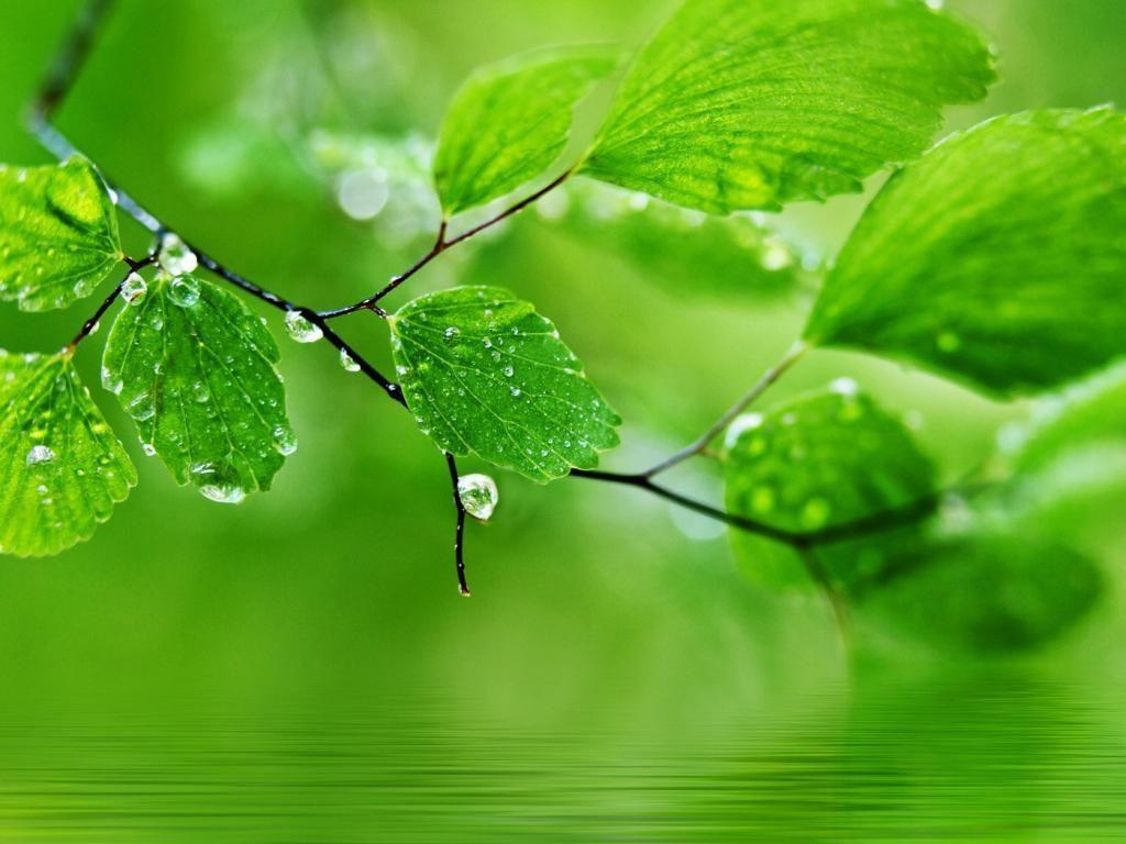 Greenish Wallpapers - Top Free Greenish Backgrounds - WallpaperAccess