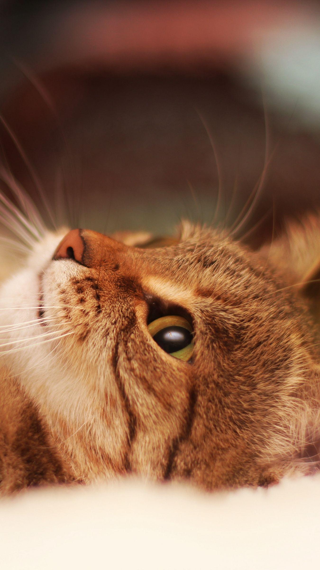 Cool Cat Wallpapers - Top Free Cool Cat Backgrounds - WallpaperAccess