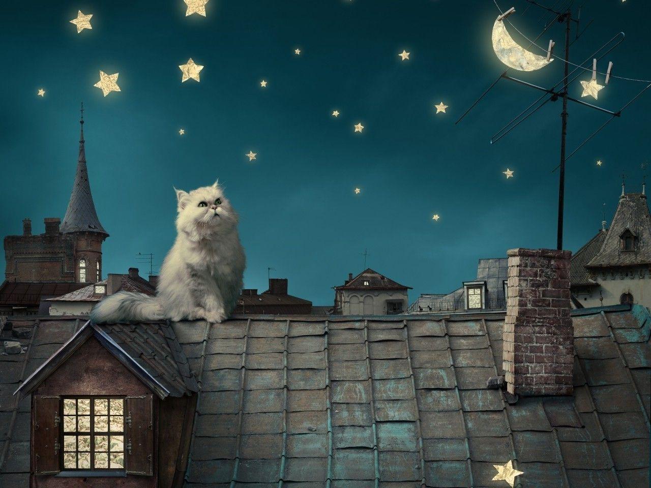 Cat Night Wallpapers - Top Free Cat Night Backgrounds - WallpaperAccess