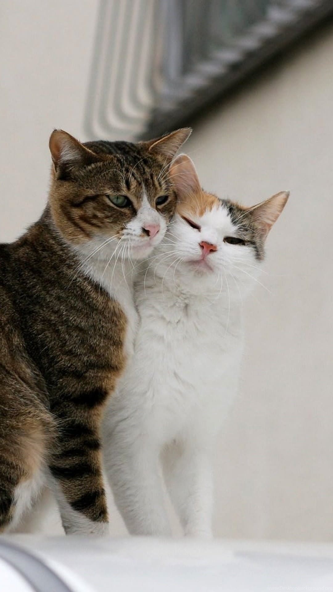 Cats Love Wallpapers - Top Free Cats Love Backgrounds - WallpaperAccess