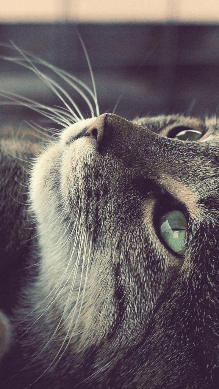 Cats Love Wallpapers - Top Free Cats Love Backgrounds - WallpaperAccess
