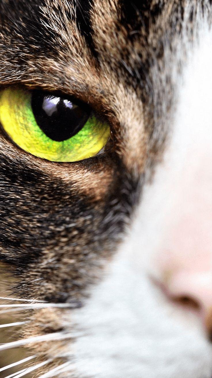 Cats Love Wallpapers - Top Free Cats Love Backgrounds - WallpaperAccess