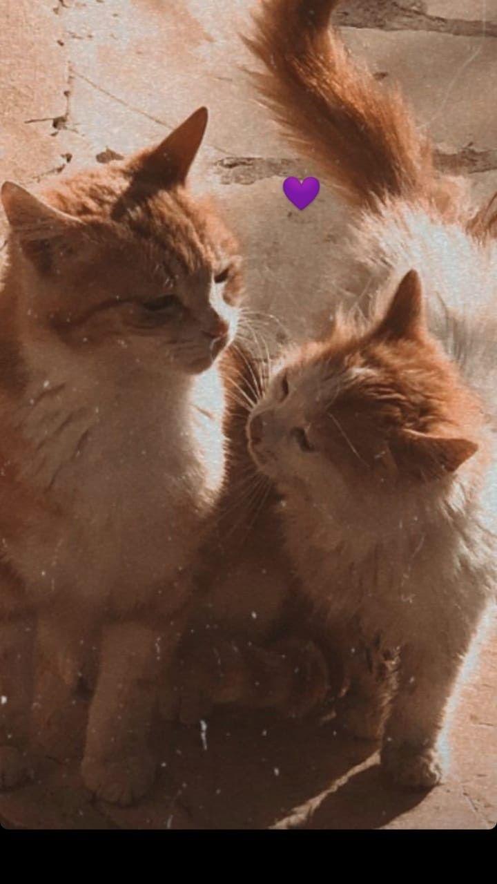 Cats Love Wallpapers - Top Free Cats Love Backgrounds - WallpaperAccess