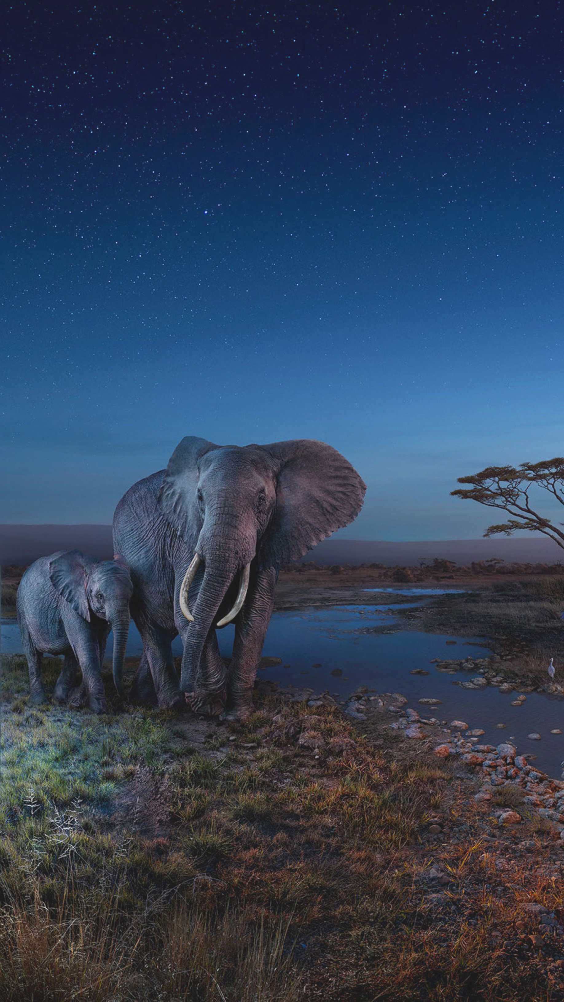 Aesthetic Elephant Wallpapers - Top Free Aesthetic Elephant Backgrounds ...