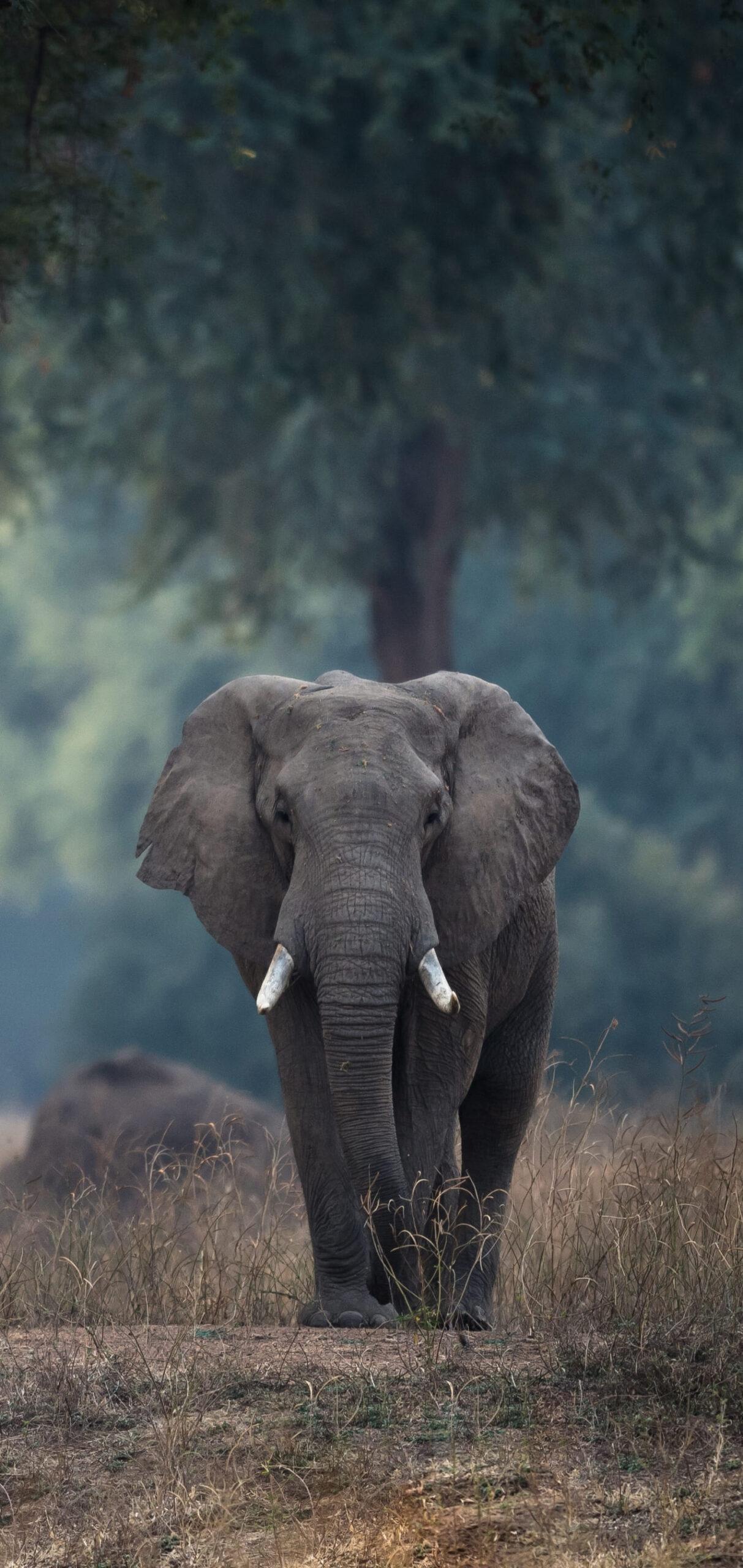 Aesthetic Elephant Wallpapers - Top Free Aesthetic Elephant Backgrounds ...