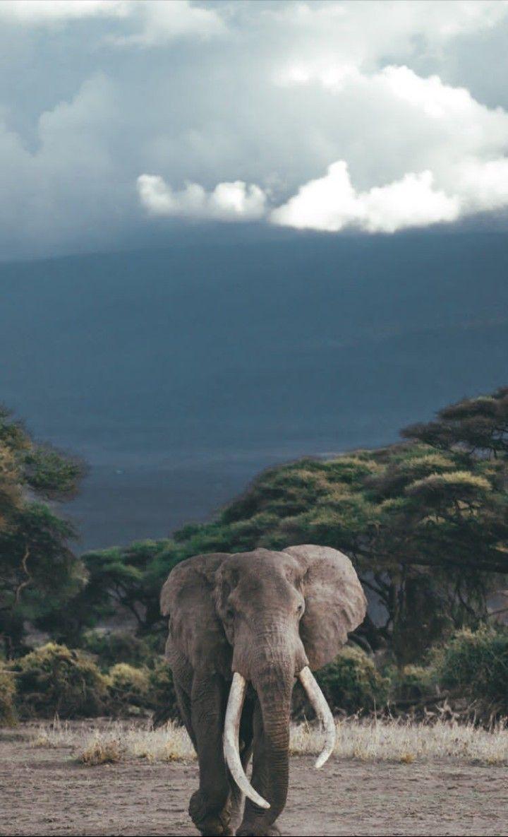 Aesthetic Elephant Wallpapers - Top Free Aesthetic Elephant Backgrounds ...
