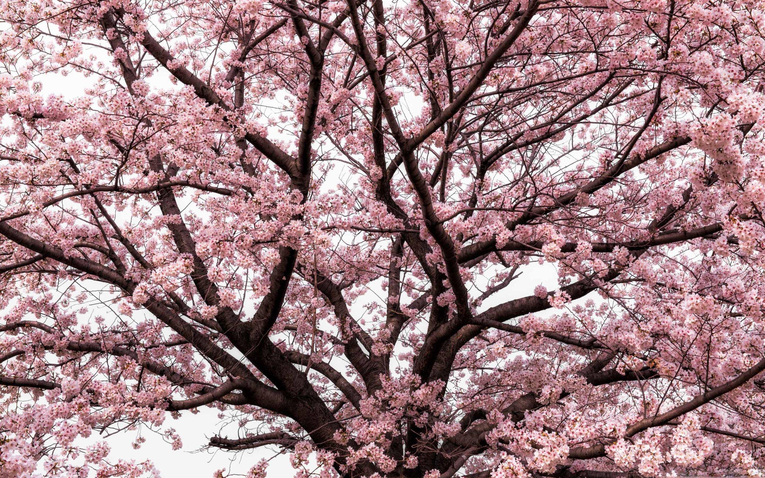 Japanese Sakura Tree Wallpapers - Top Free Japanese Sakura Tree ...