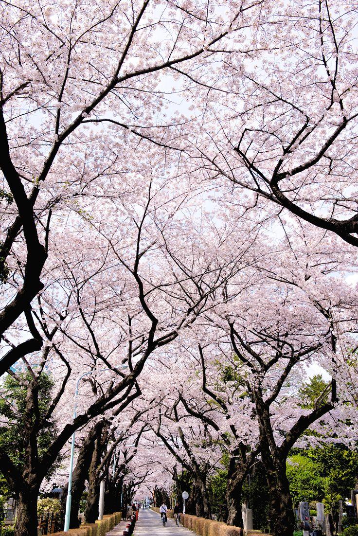 Japanese Sakura Tree Wallpapers - Top Free Japanese Sakura Tree ...