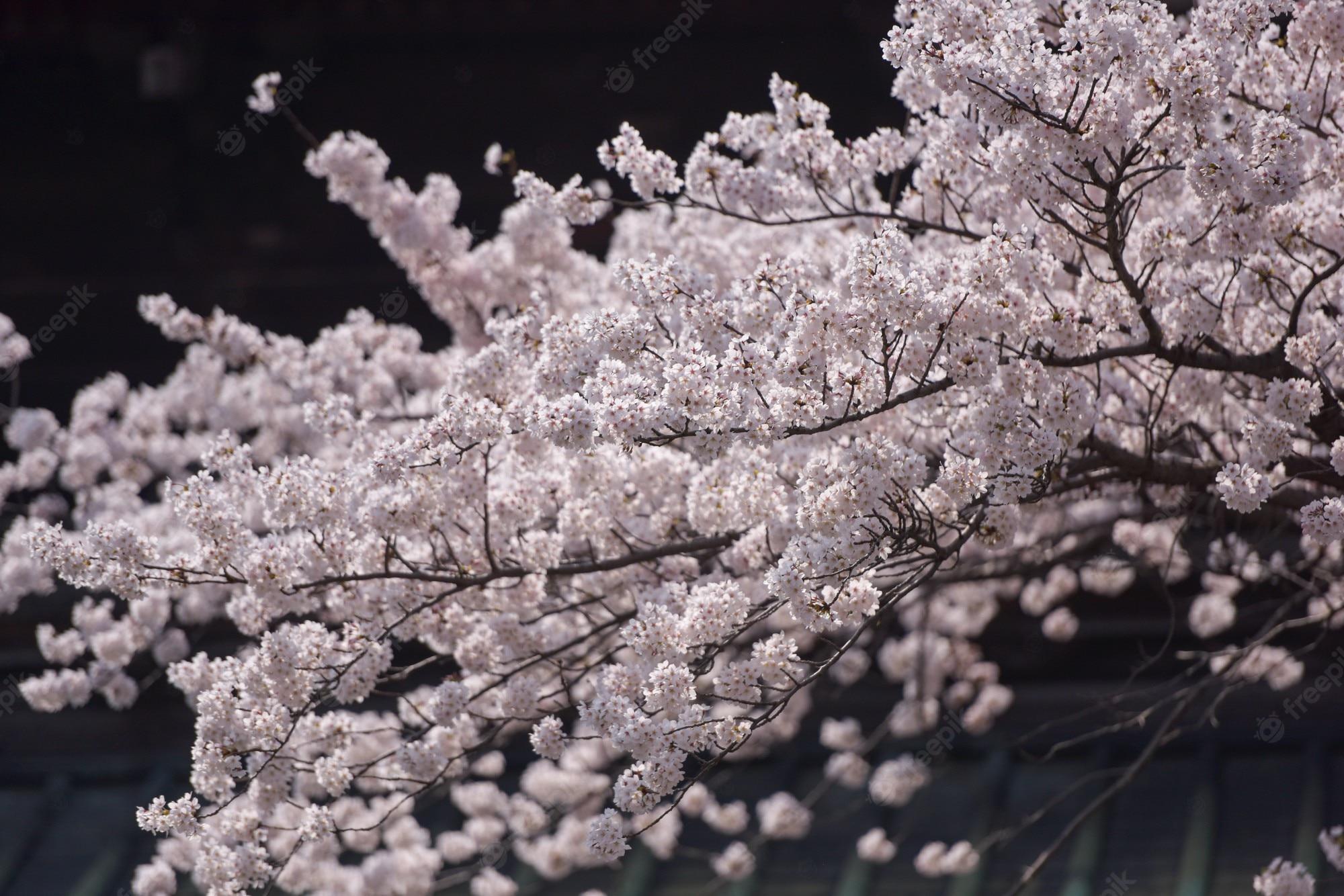 Japanese Sakura Tree Wallpapers - Top Free Japanese Sakura Tree ...