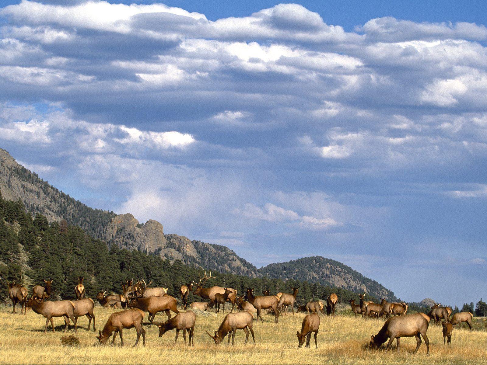 Elk Desktop Wallpapers - Top Free Elk Desktop Backgrounds - WallpaperAccess