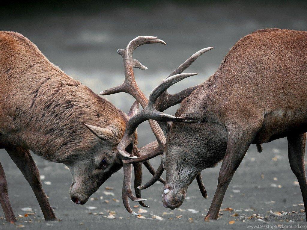 Elk Desktop Wallpapers - Top Free Elk Desktop Backgrounds - WallpaperAccess