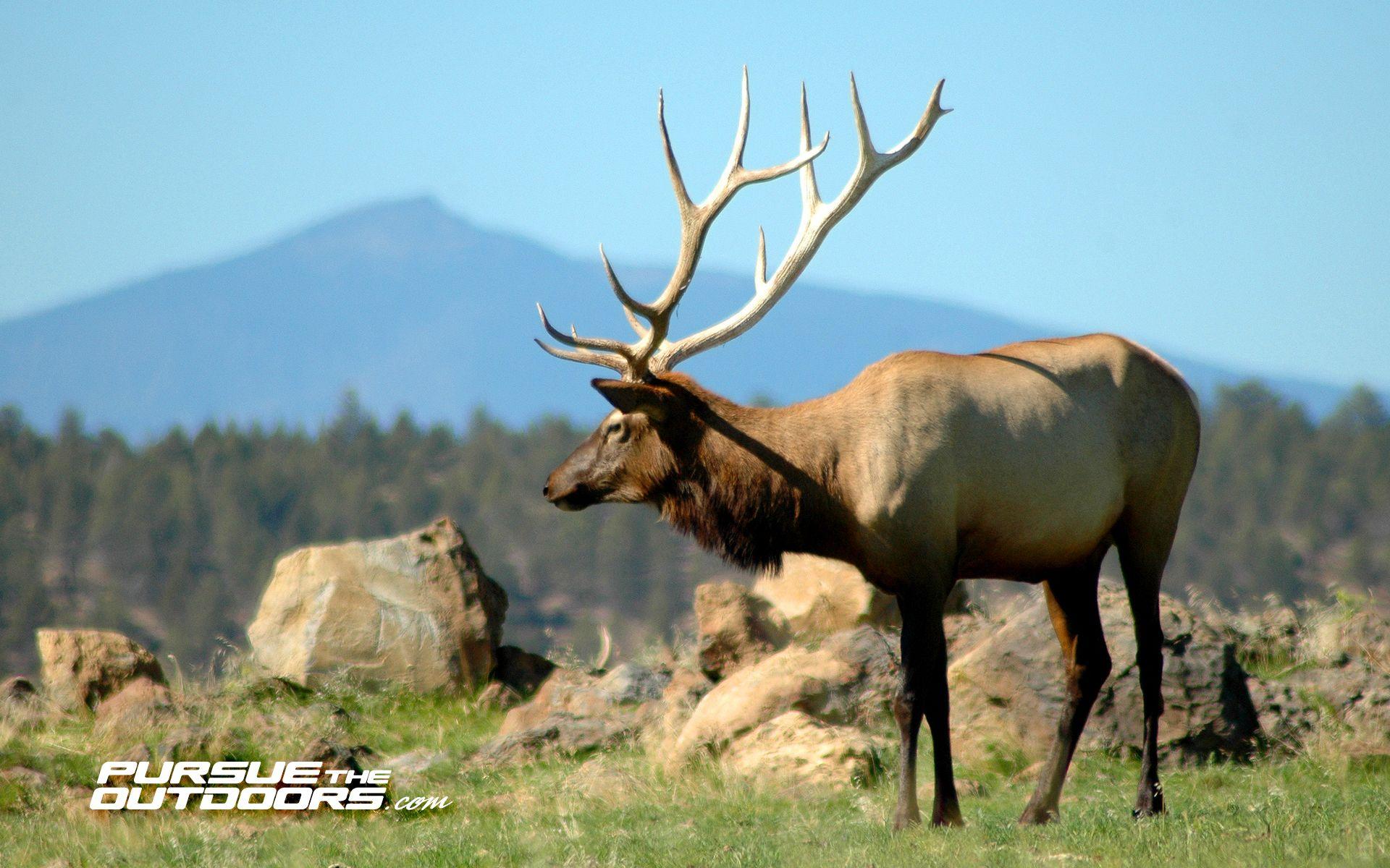 Elk Desktop Wallpapers - Top Free Elk Desktop Backgrounds - WallpaperAccess