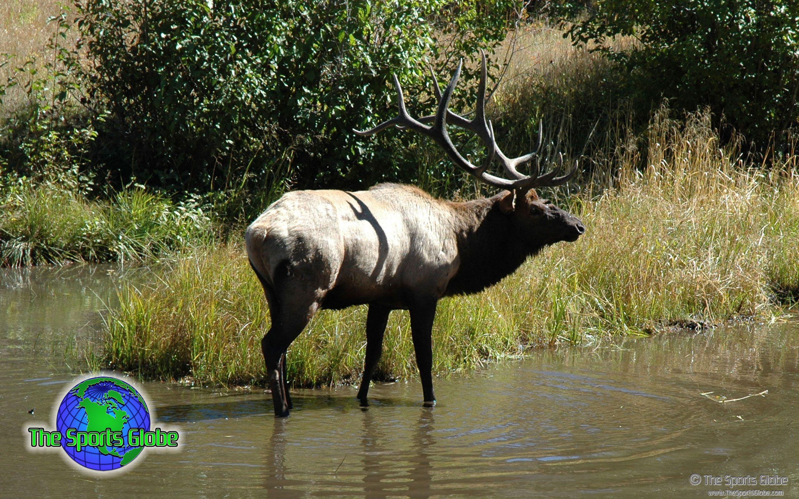 Elk Desktop Wallpapers - Top Free Elk Desktop Backgrounds - WallpaperAccess