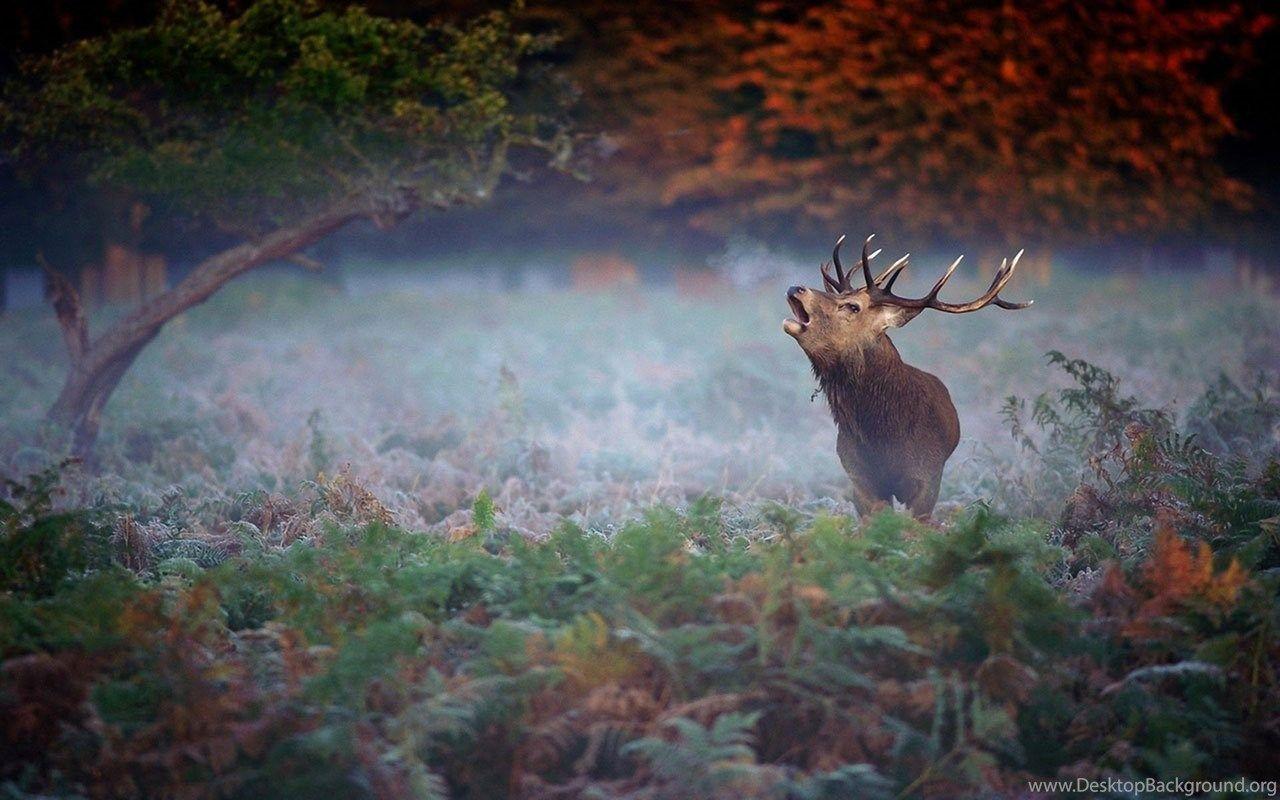 Elk Desktop Wallpapers - Top Free Elk Desktop Backgrounds - WallpaperAccess
