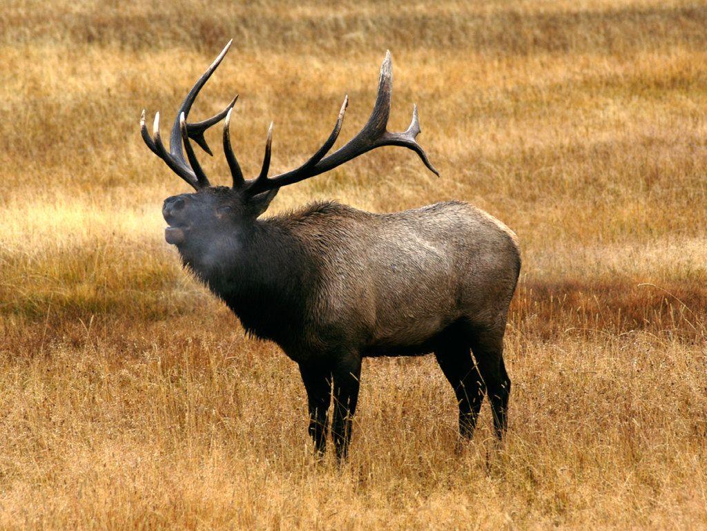 Elk Desktop Wallpapers - Top Free Elk Desktop Backgrounds - WallpaperAccess