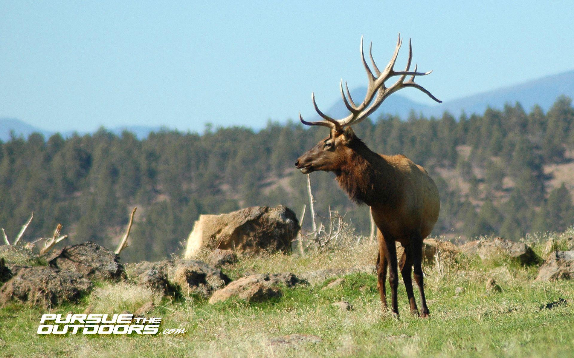 Elk Desktop Wallpapers - Top Free Elk Desktop Backgrounds - WallpaperAccess