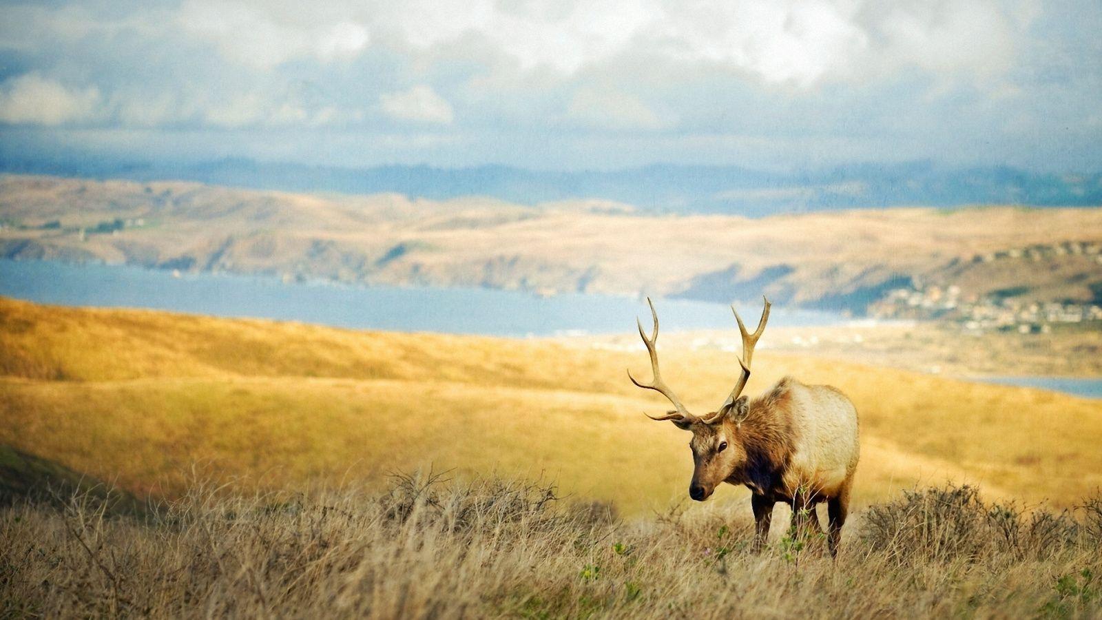 Elk Desktop Wallpapers - Top Free Elk Desktop Backgrounds - WallpaperAccess