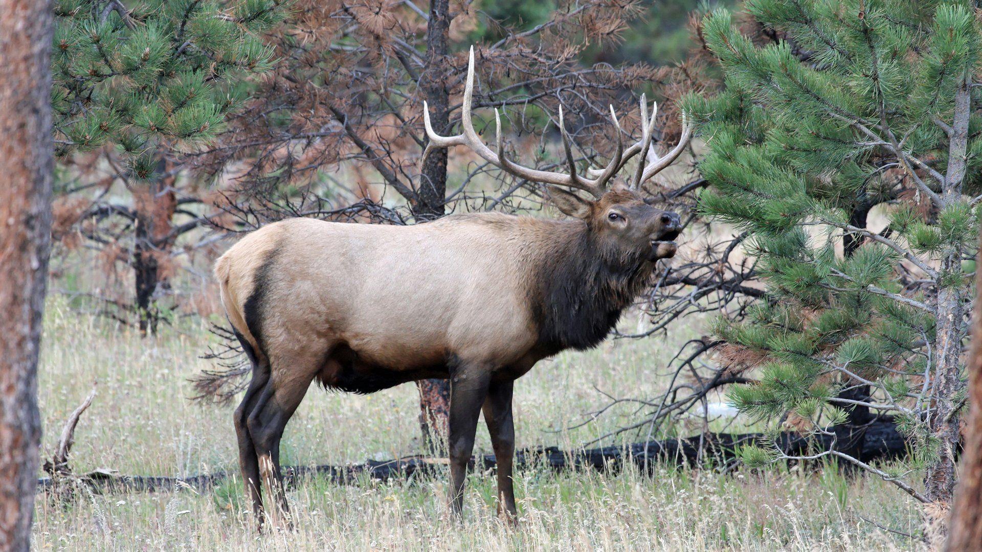 Elk Desktop Wallpapers - Top Free Elk Desktop Backgrounds - WallpaperAccess