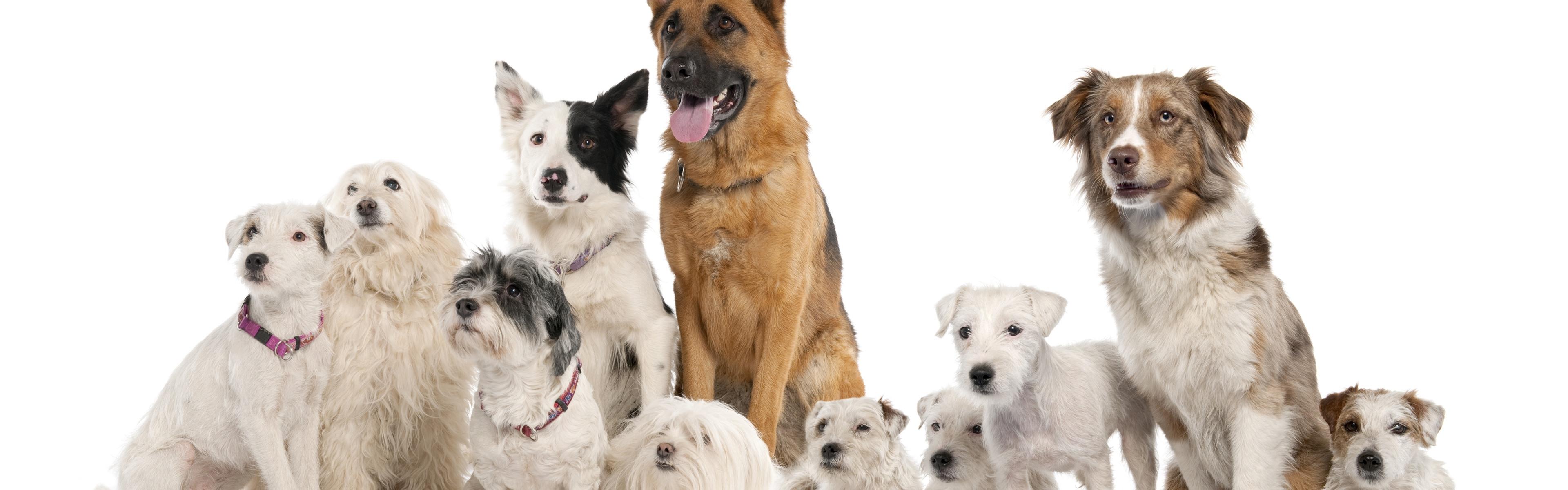 Dog Dual Monitor Wallpapers - Top Free Dog Dual Monitor Backgrounds ...