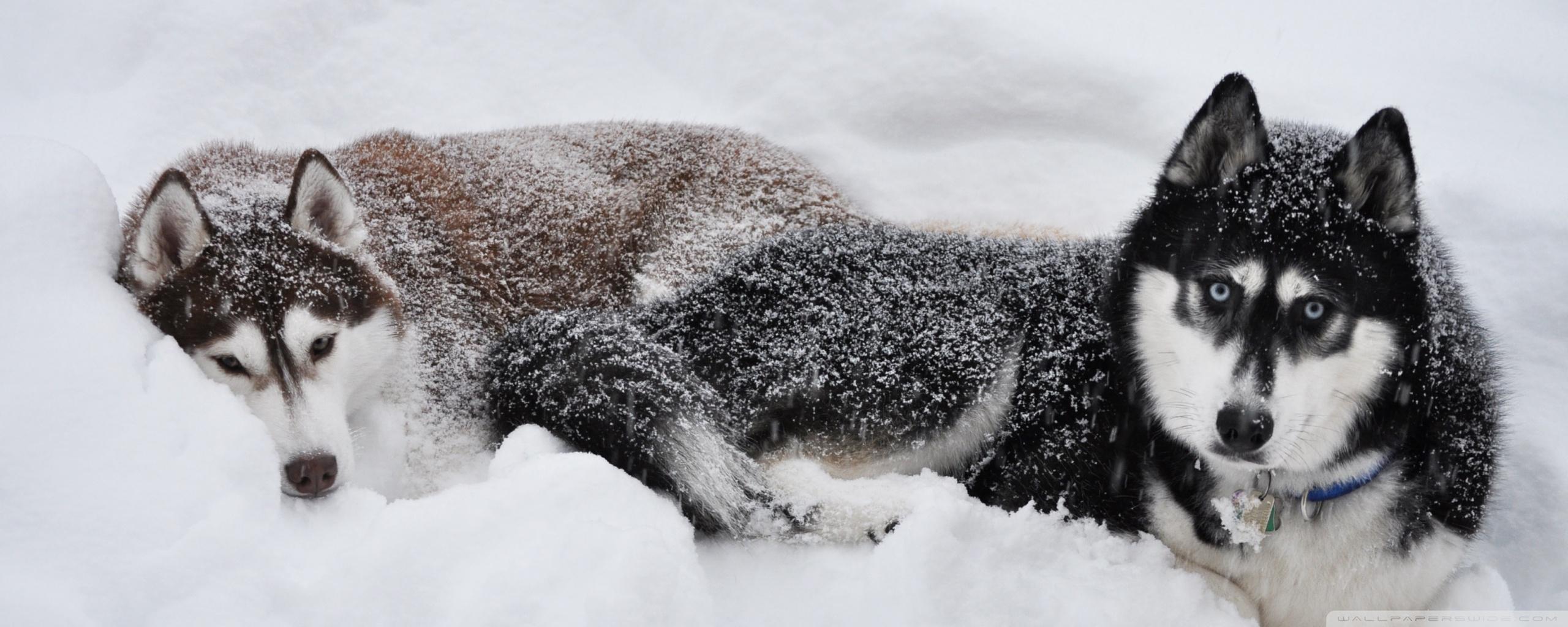 Dog Dual Monitor Wallpapers - Top Free Dog Dual Monitor Backgrounds ...