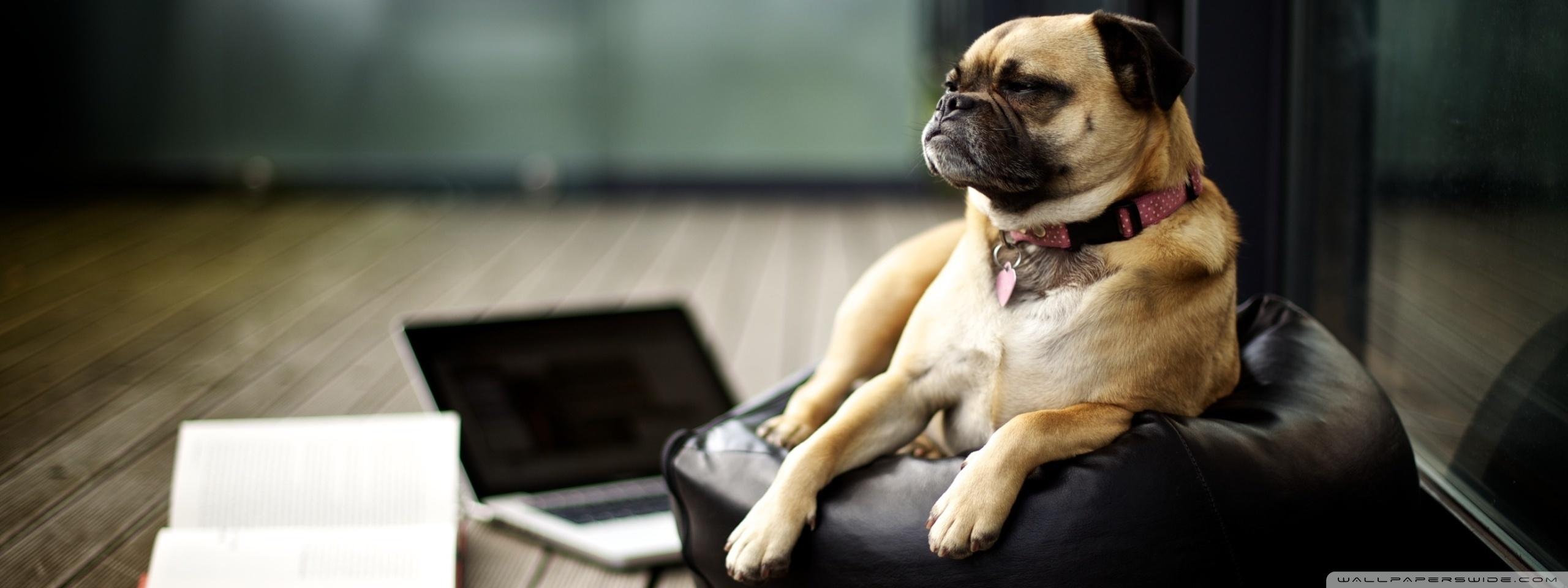 Dog Dual Monitor Wallpapers - Top Free Dog Dual Monitor Backgrounds ...