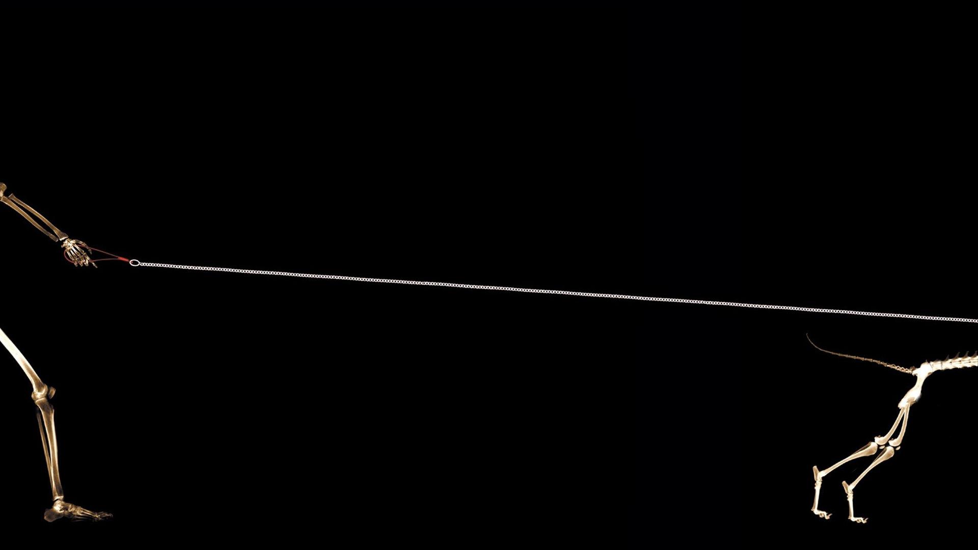 Dog Dual Monitor Wallpapers - Top Free Dog Dual Monitor Backgrounds ...