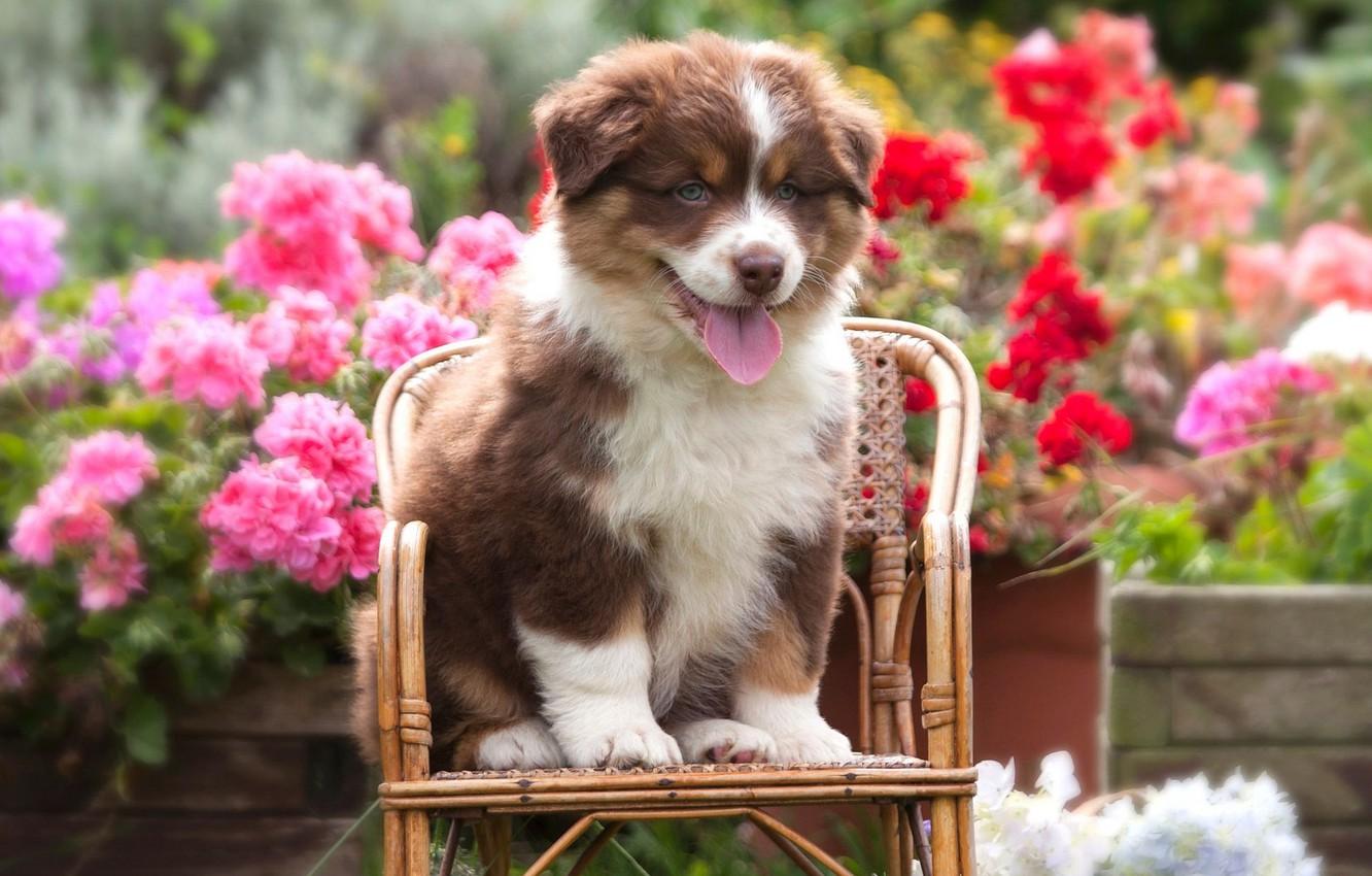 Small Animal Wallpapers - Top Free Small Animal Backgrounds ...