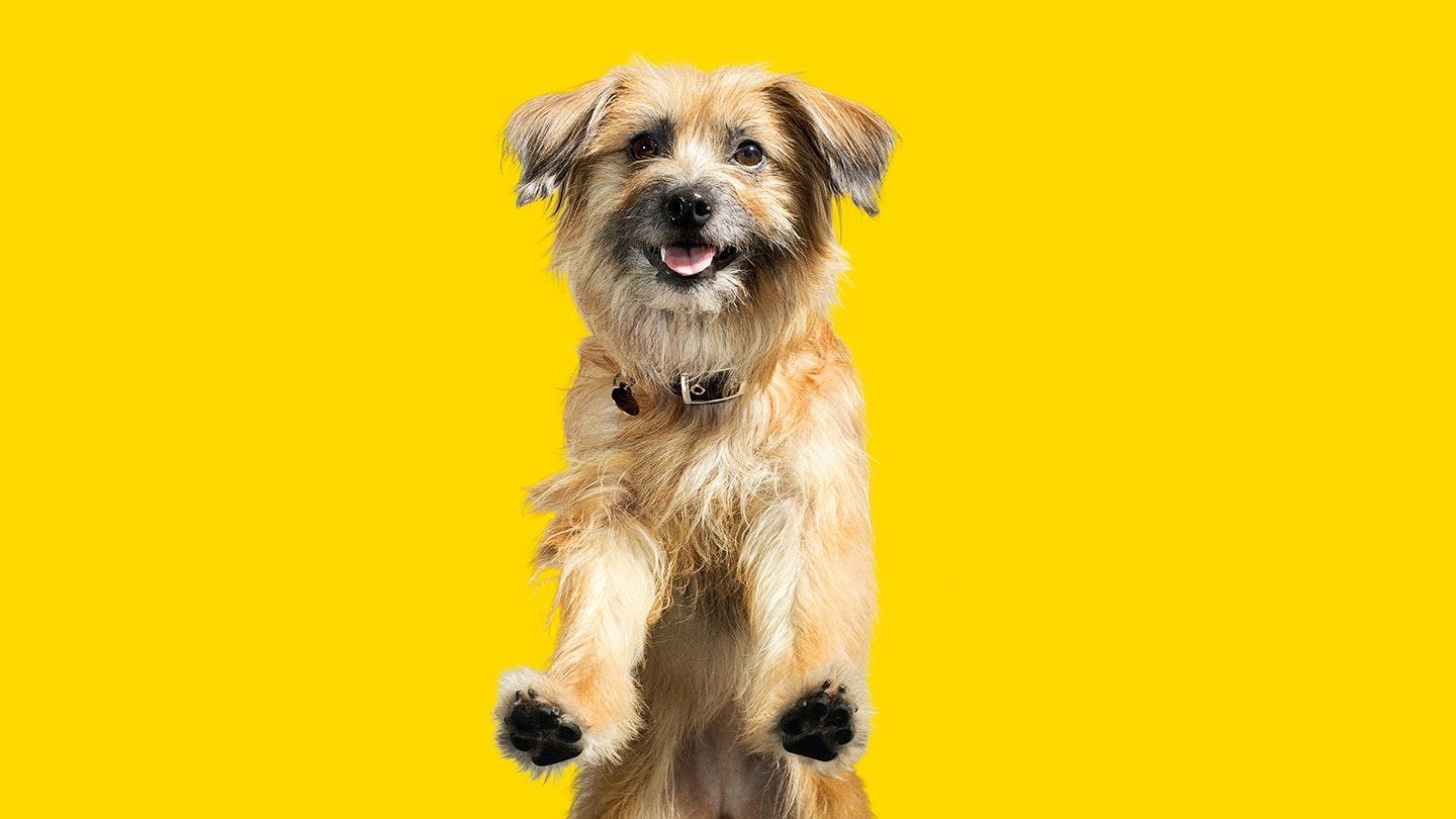 Small Animal Wallpapers - Top Free Small Animal Backgrounds ...