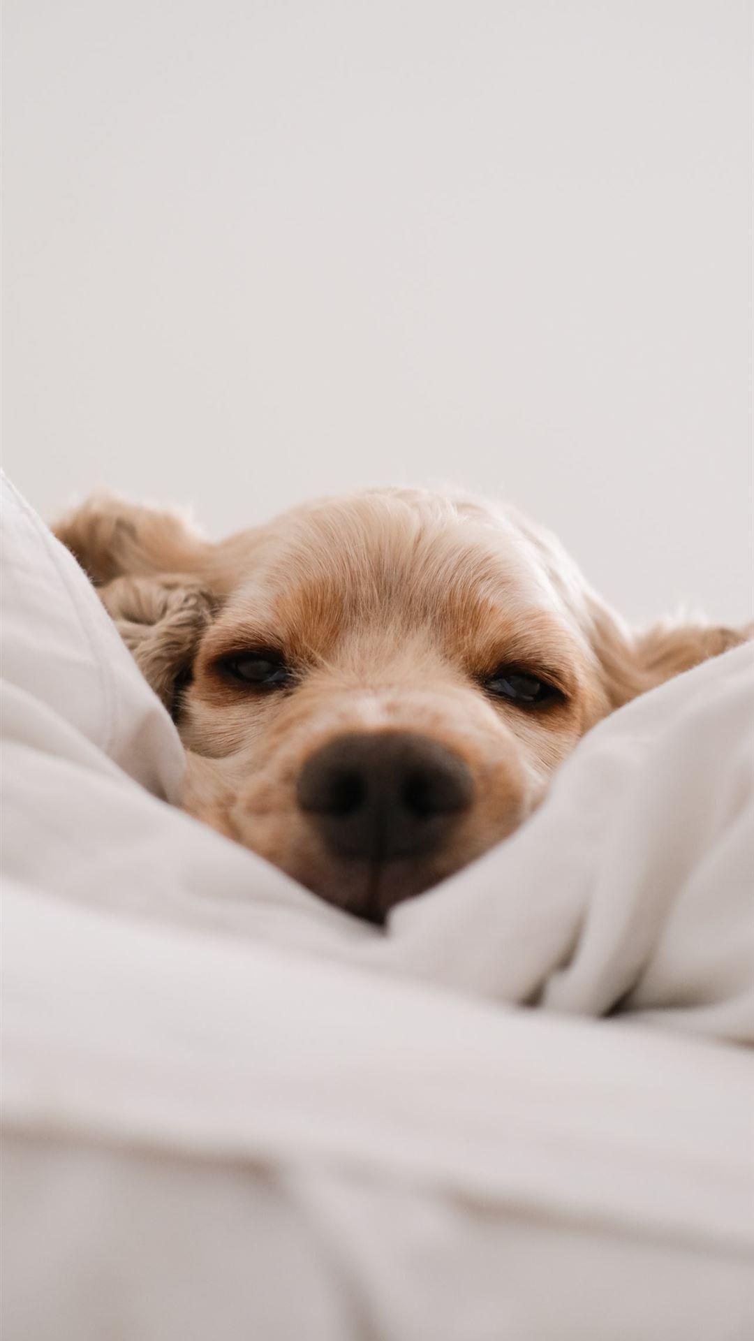 Small Animal Wallpapers - Top Free Small Animal Backgrounds ...