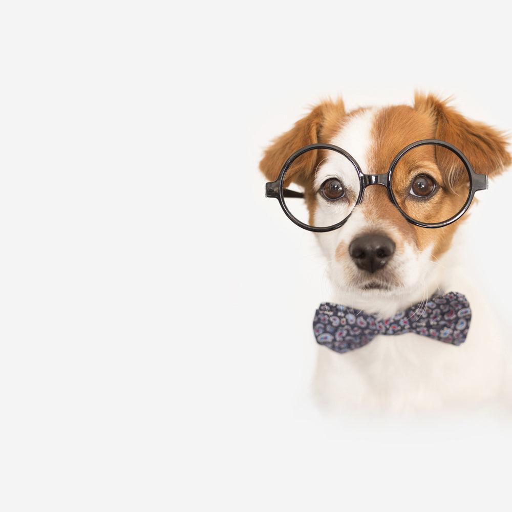 Small Animal Wallpapers - Top Free Small Animal Backgrounds ...