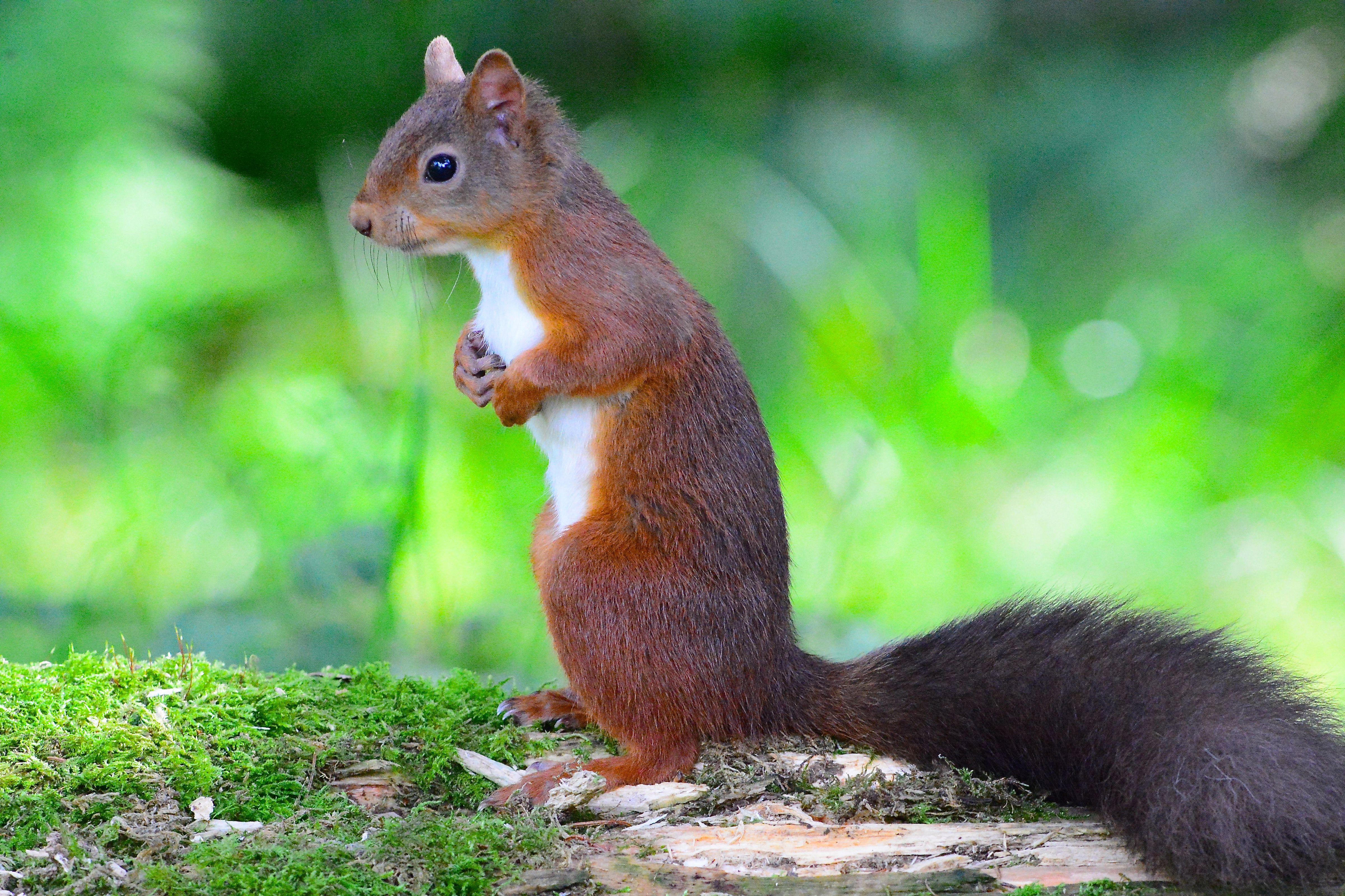 Red Squirrel Wallpapers - Top Free Red Squirrel Backgrounds ...