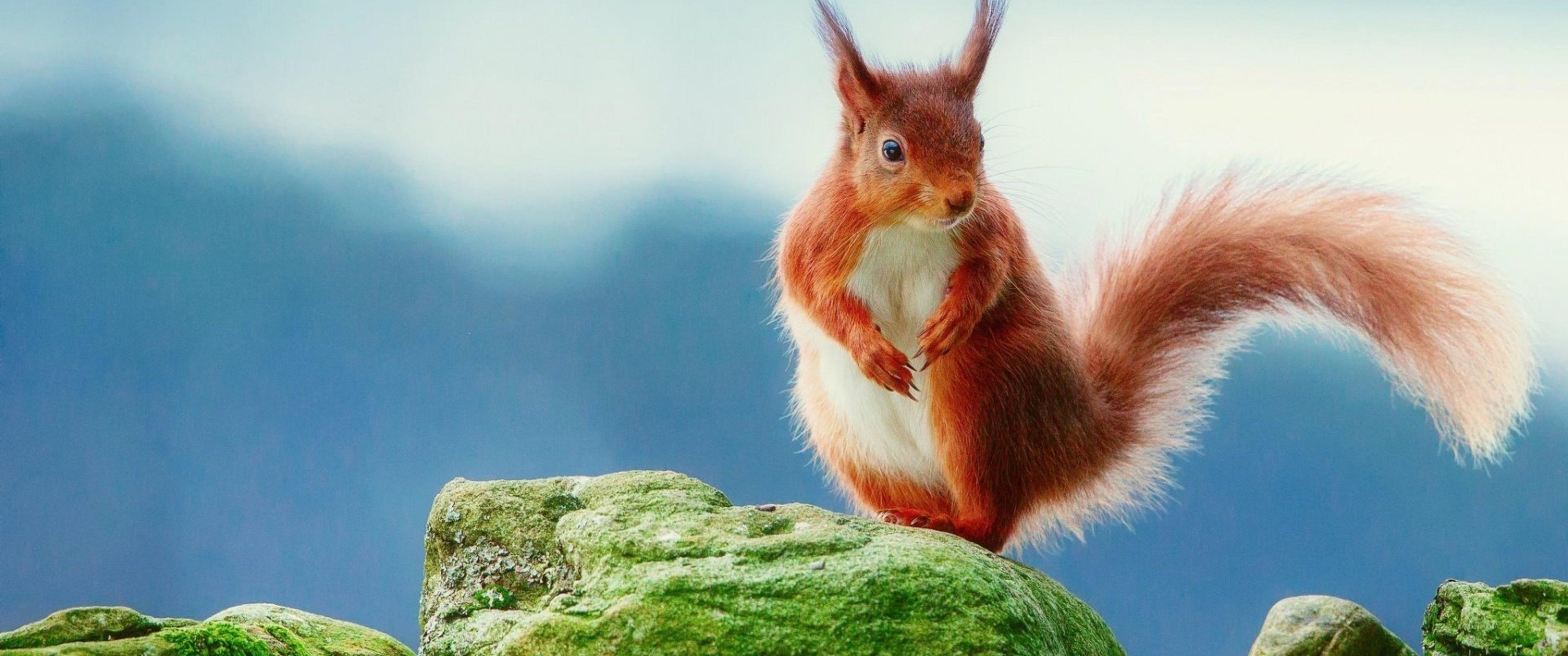 Red Squirrel Wallpapers - Top Free Red Squirrel Backgrounds ...