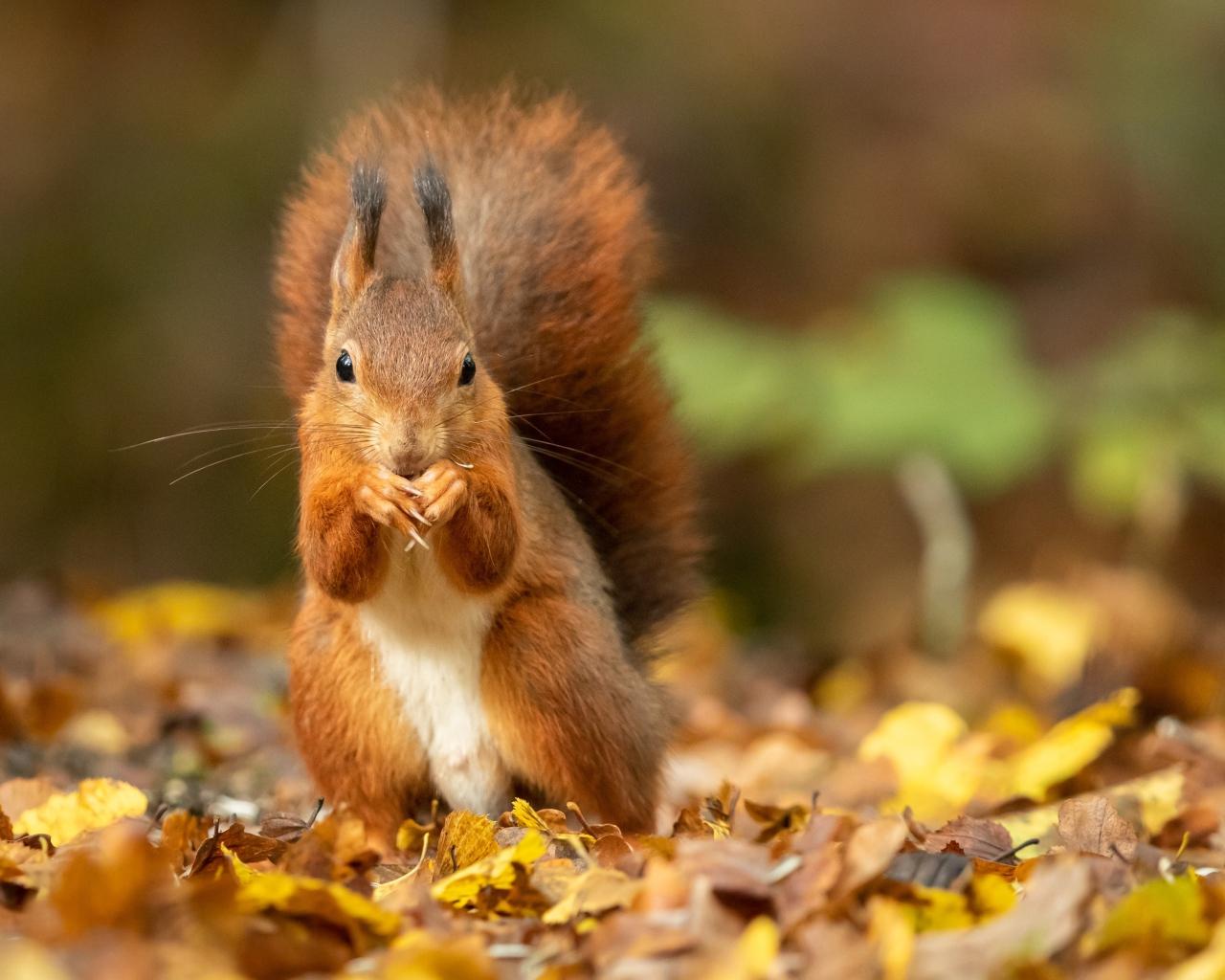 Red Squirrel Wallpapers - Top Free Red Squirrel Backgrounds ...