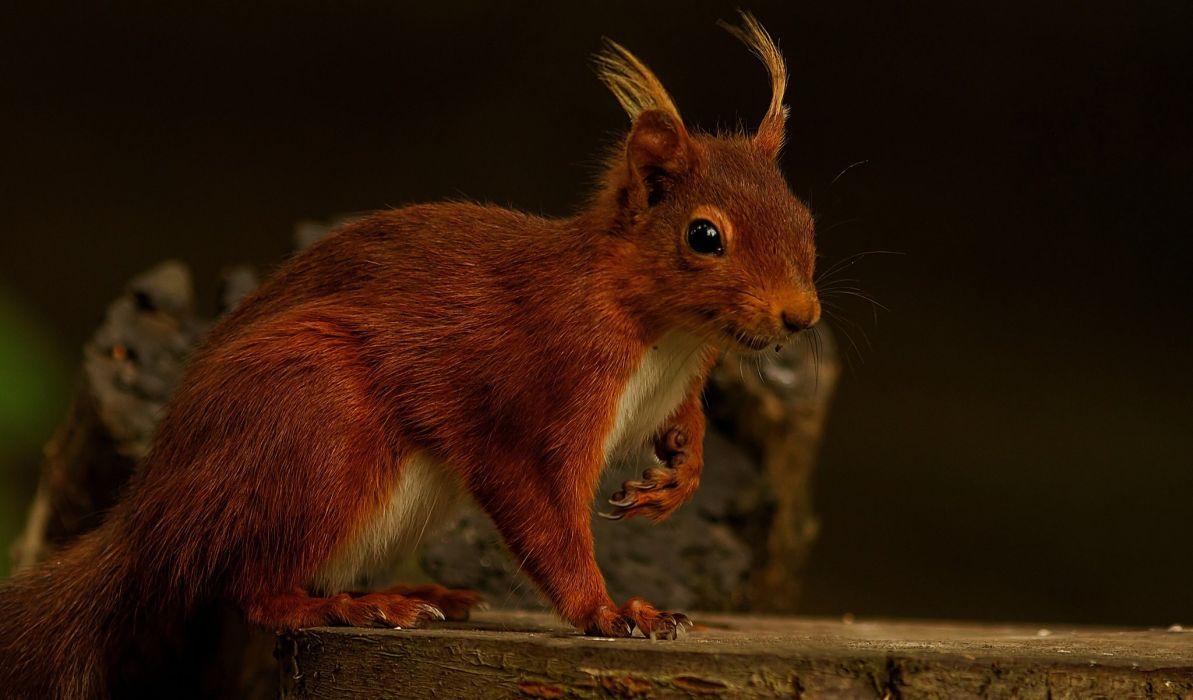 Red Squirrel Wallpapers - Top Free Red Squirrel Backgrounds ...