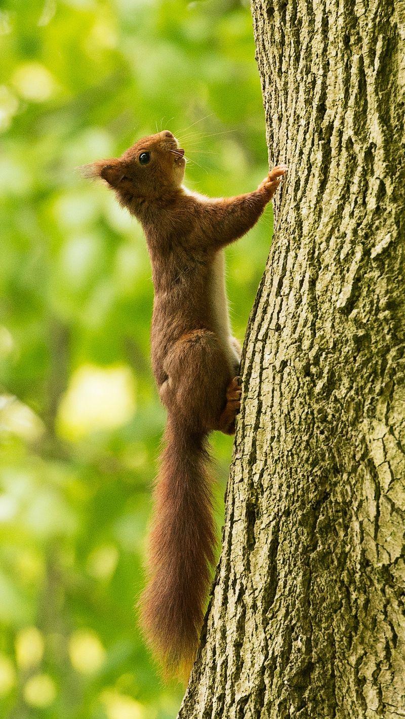 Red Squirrel Wallpapers - Top Free Red Squirrel Backgrounds ...