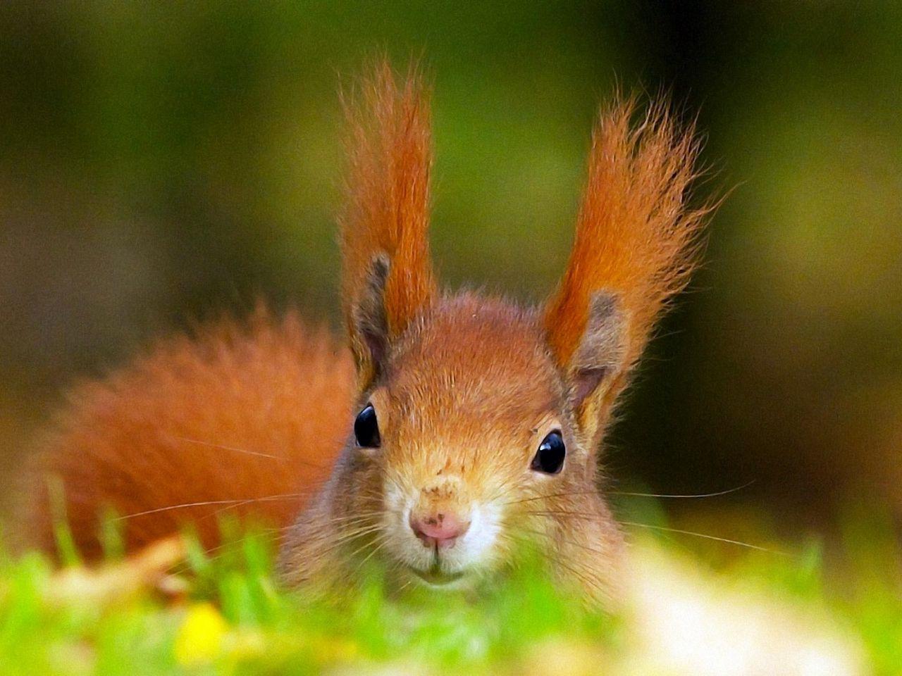 Red Squirrel Wallpapers - Top Free Red Squirrel Backgrounds ...
