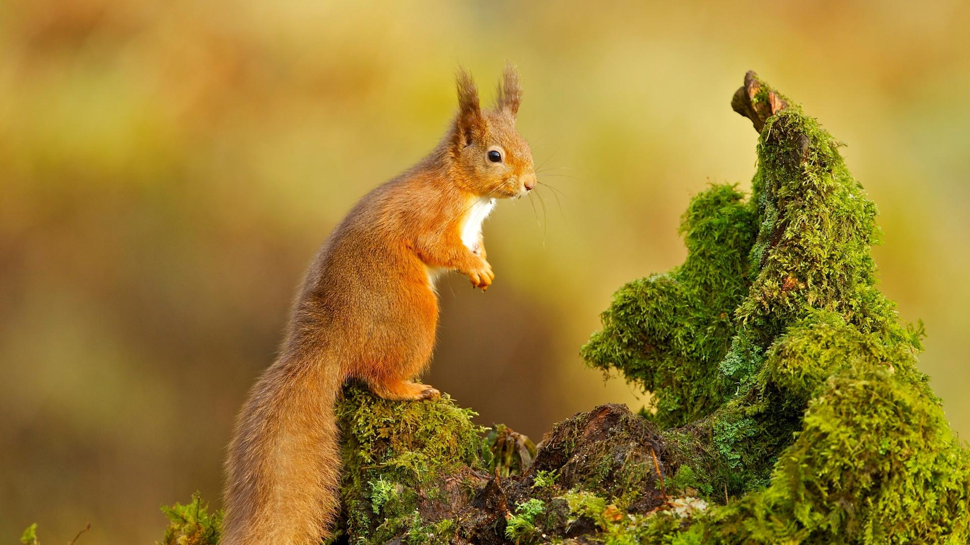 Red Squirrel Wallpapers - Top Free Red Squirrel Backgrounds ...