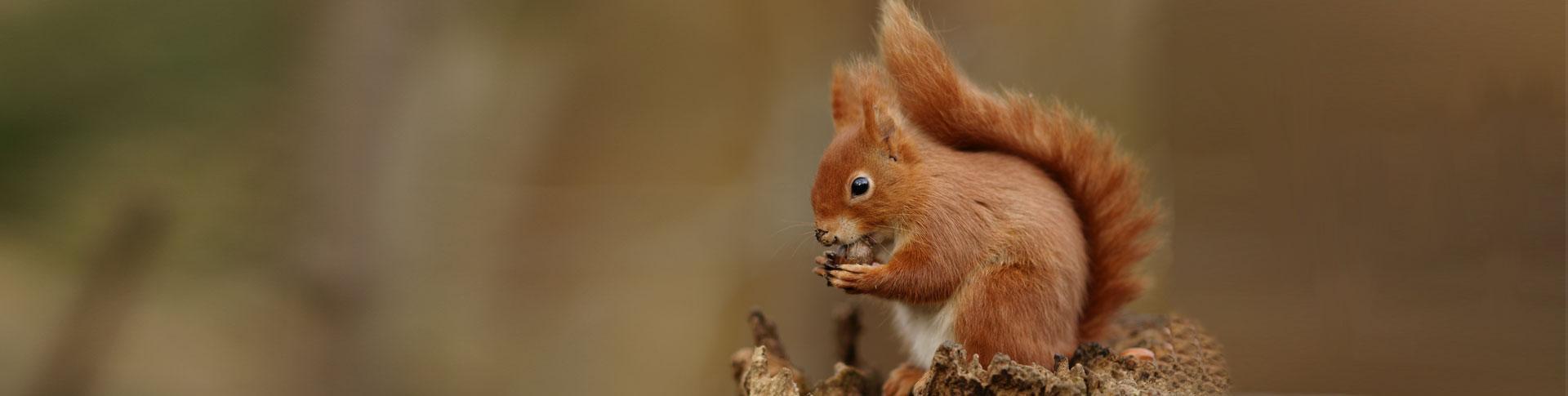 Red Squirrel Wallpapers - Top Free Red Squirrel Backgrounds ...