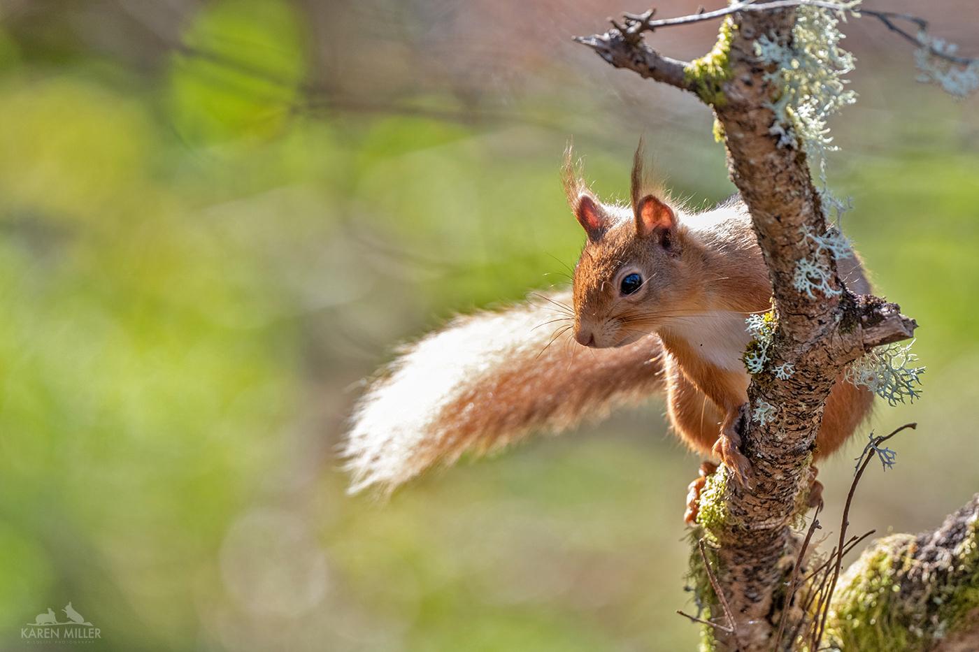 Red Squirrel Wallpapers - Top Free Red Squirrel Backgrounds ...