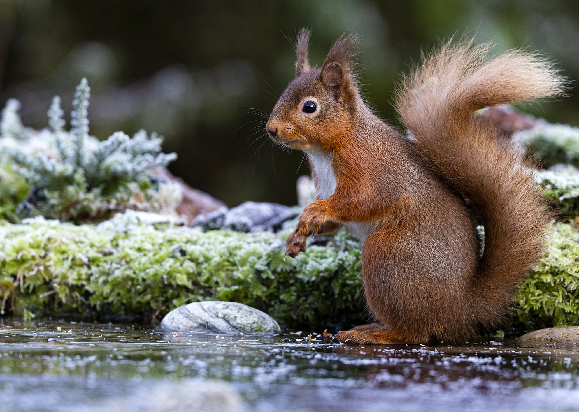 Red Squirrel Wallpapers - Top Free Red Squirrel Backgrounds ...