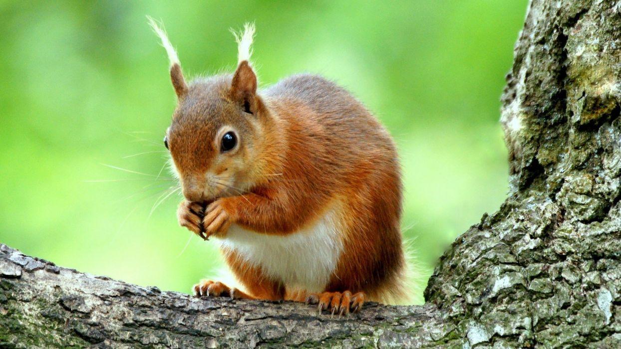 Red Squirrel Wallpapers - Top Free Red Squirrel Backgrounds ...