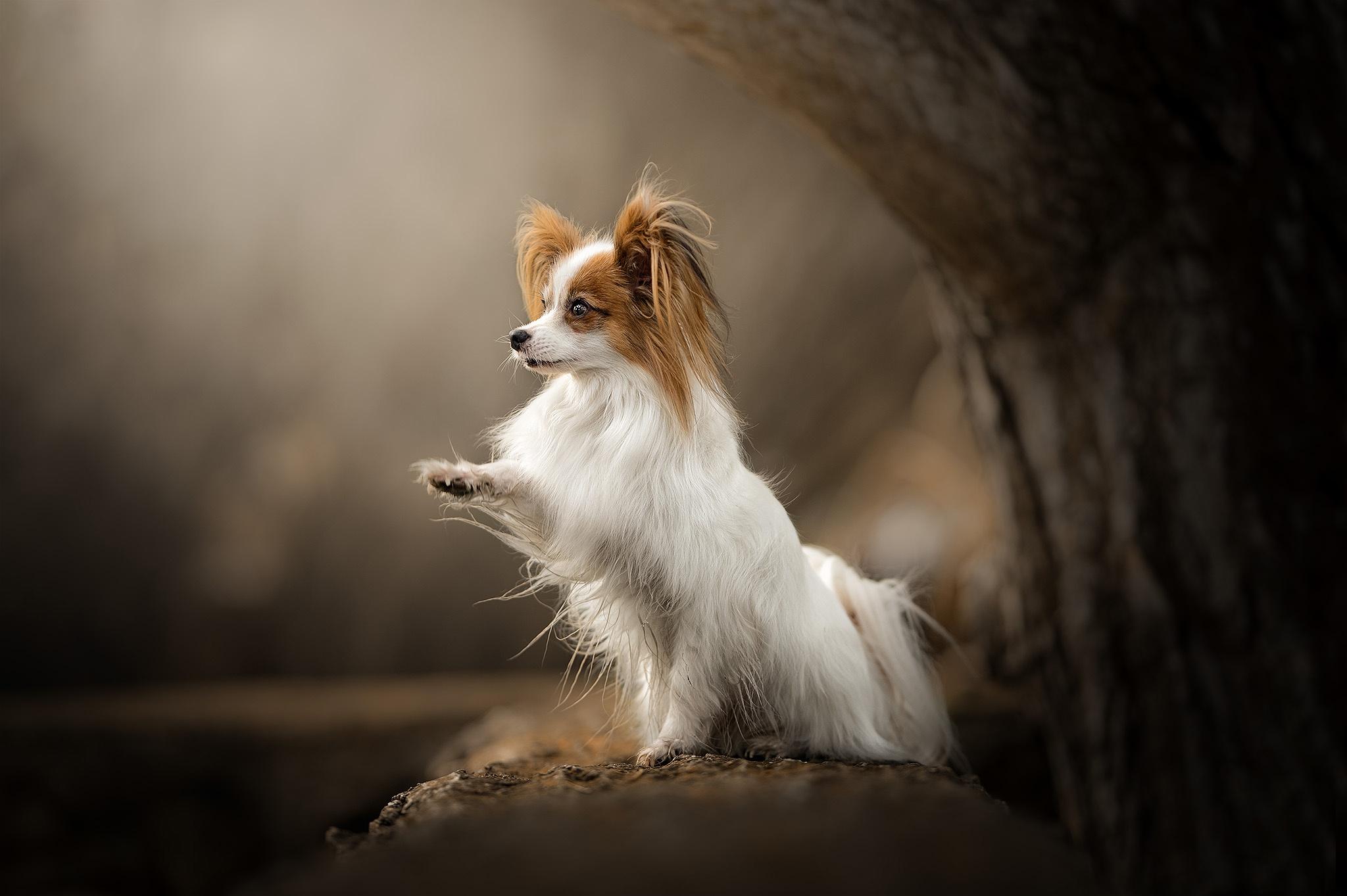 Papillion Wallpapers - Top Free Papillion Backgrounds - WallpaperAccess