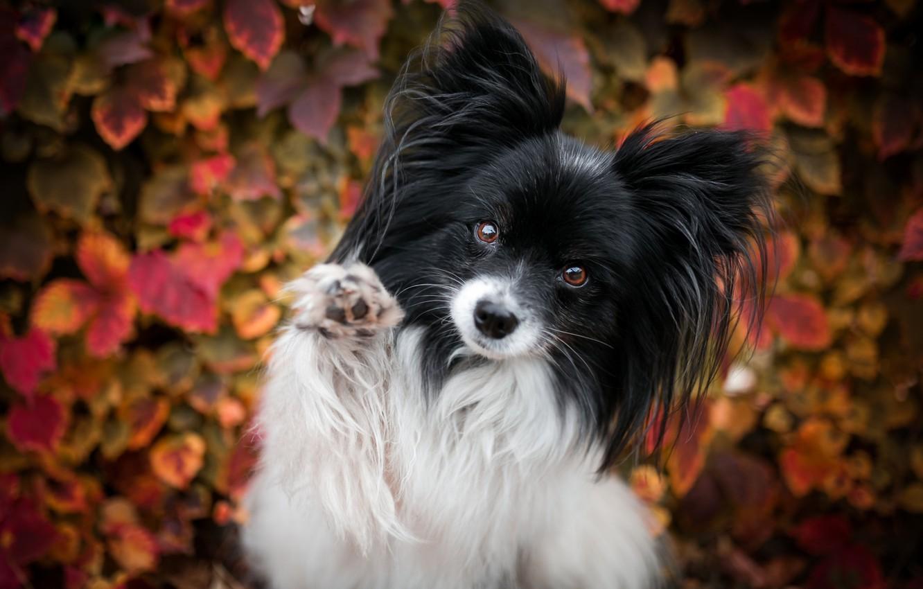 Papillion Wallpapers - Top Free Papillion Backgrounds - WallpaperAccess